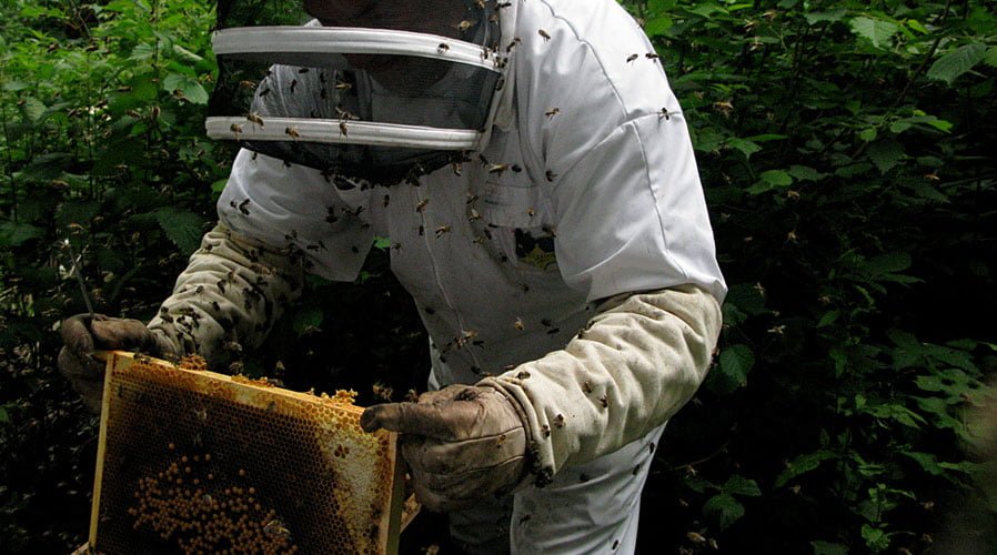 Bazz the Beekeeping Dog: Buzzworthy Sting Protection