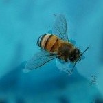 CCD Poster Boy David Hackenberg Loses 90% of His Bee Hives | HoneyColony